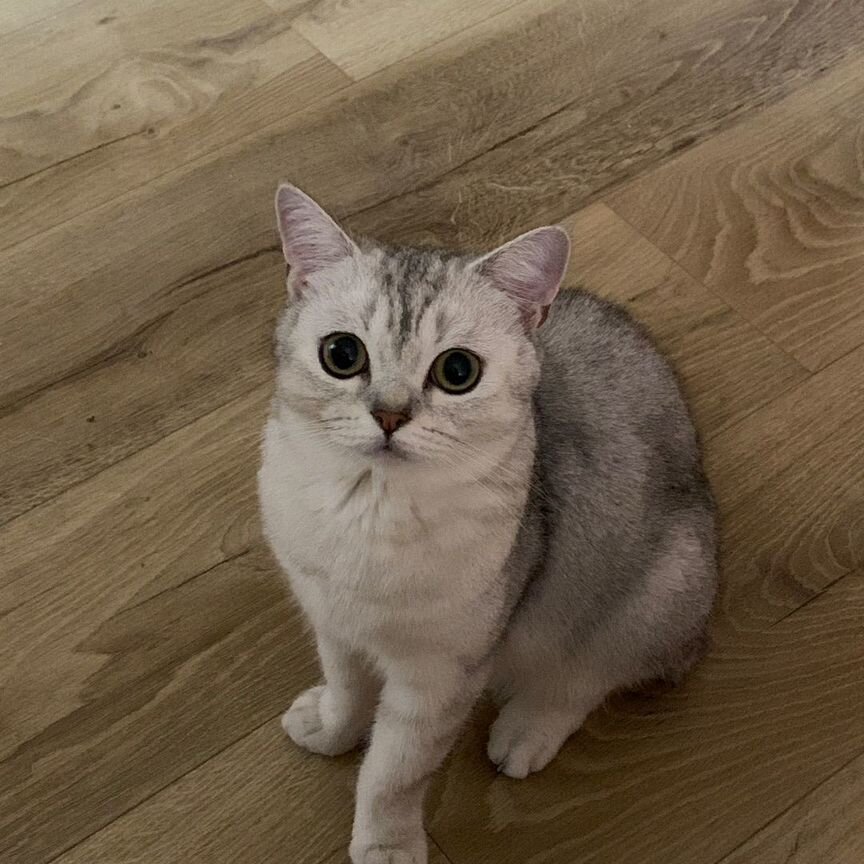 Шотландские коты