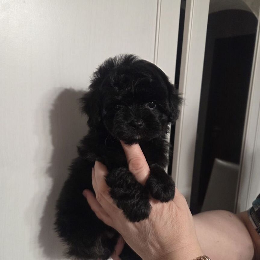 Мальтипу, щенок