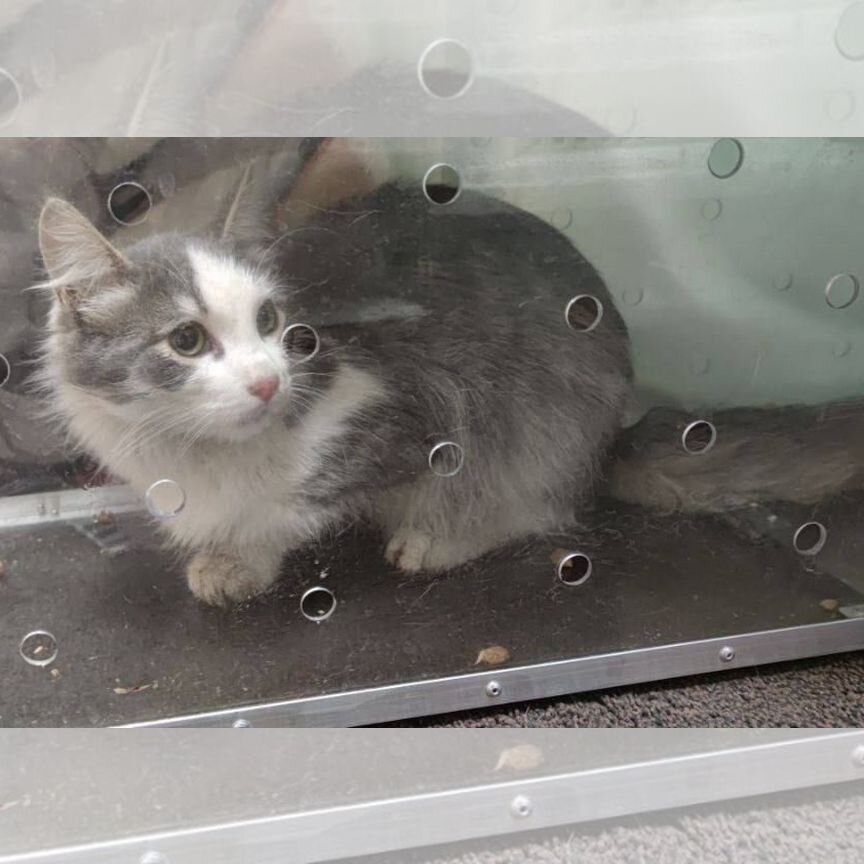 Молодая симпатичная кошечка ищет дом