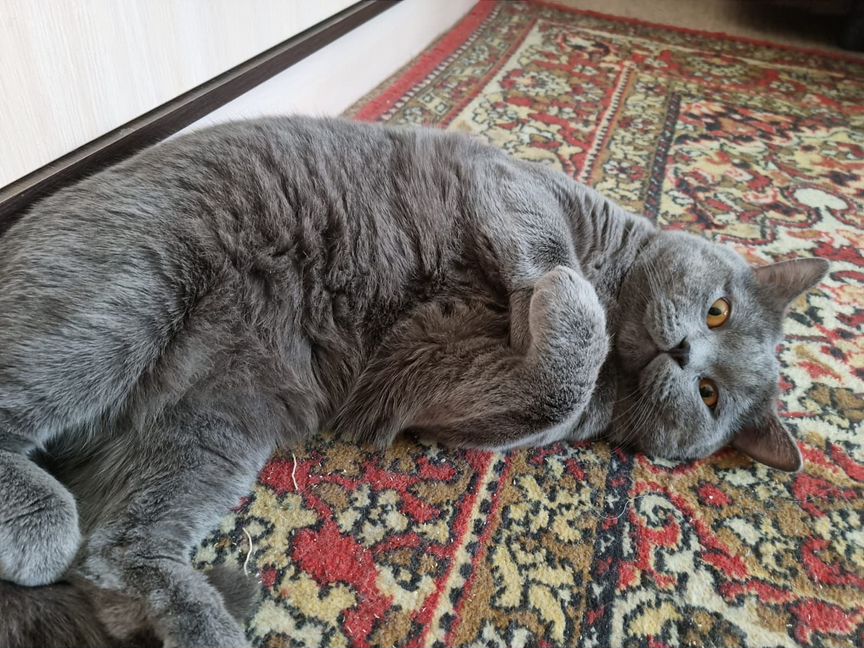 Британский кот на вязку