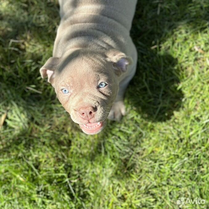 Булли крутой мальчишка