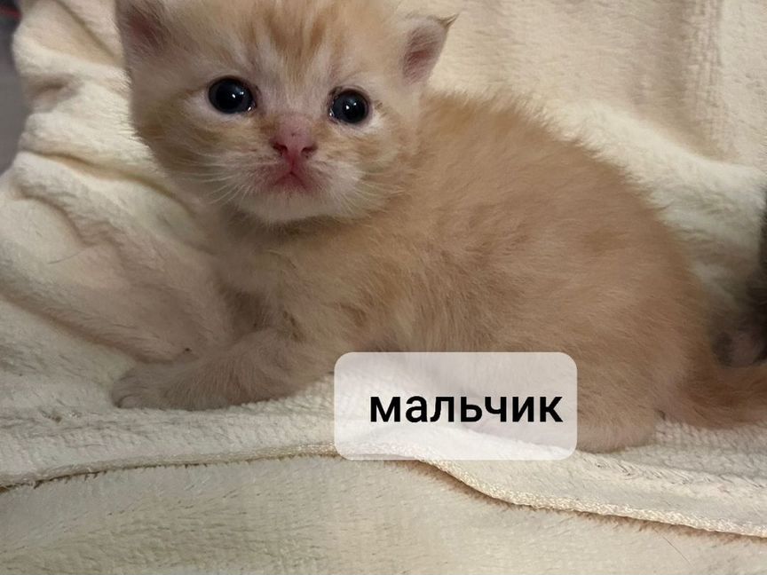 Персидские котята экзоты