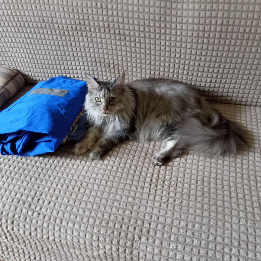Кошка Мейн Кун взрослая отдам в хорошие руки