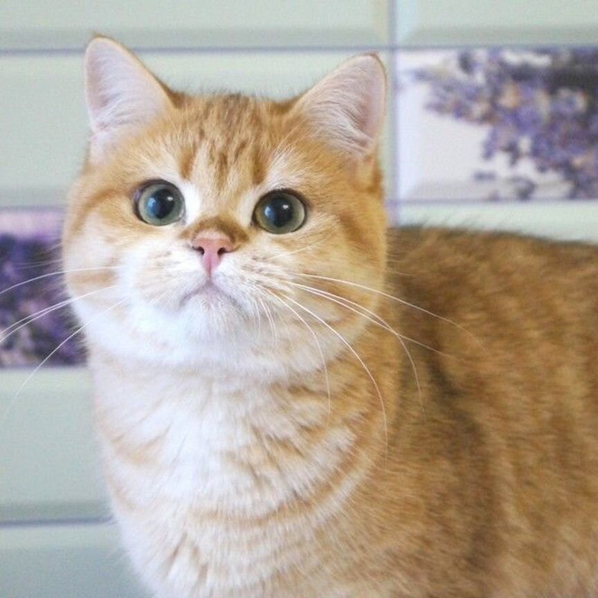 Кошечка