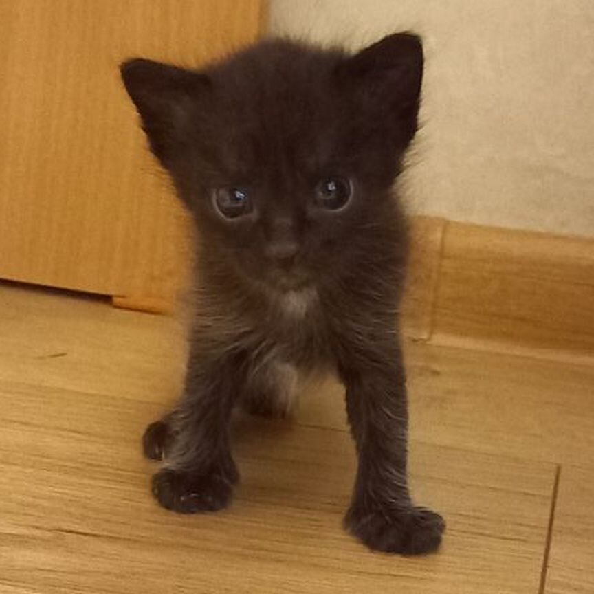 Котята в добрые руки бесплатно
