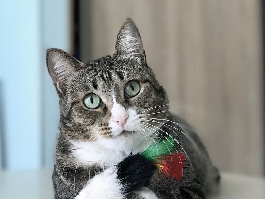 Бантик - котик, который принесет в дом радость