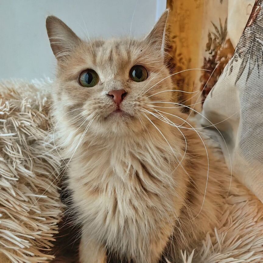 Забери чудо домой