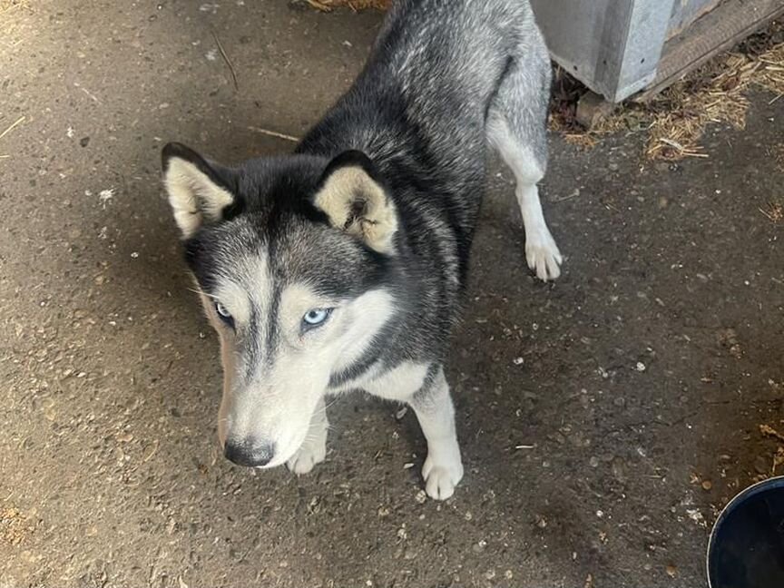 Собака хаски