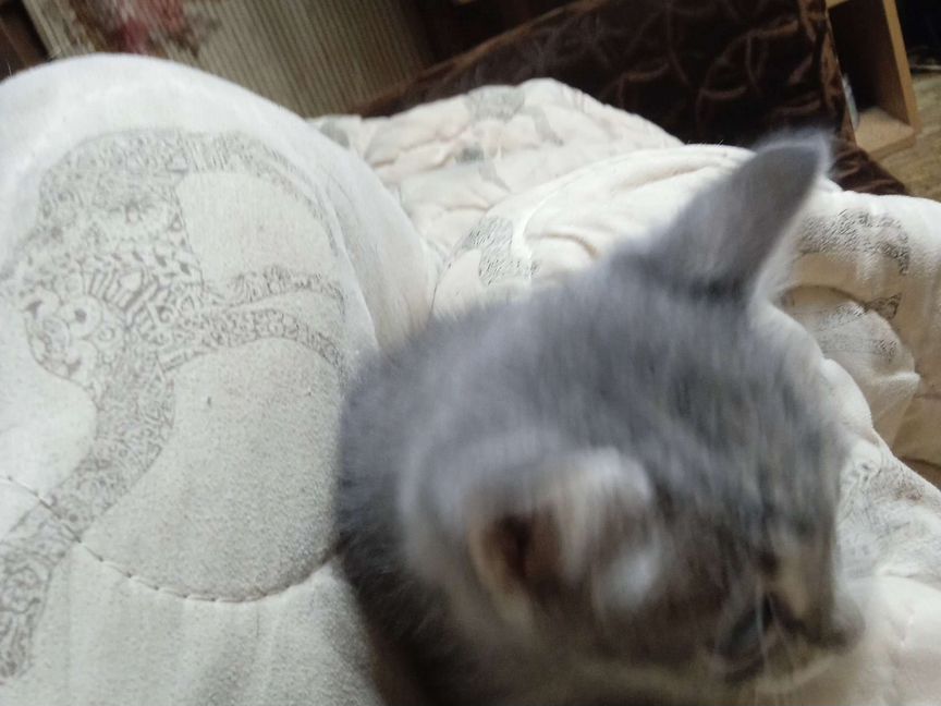 Котята 4шт. 2мес