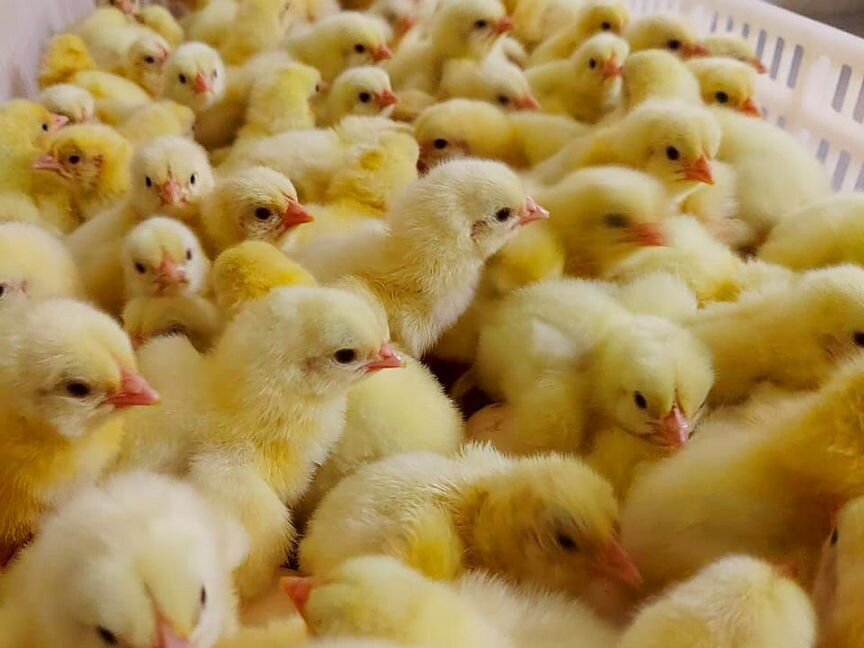 Суточные цыплята бройлера кобб 500