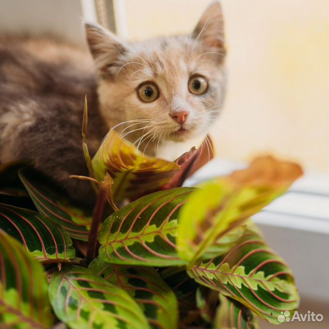 Котенок Флора