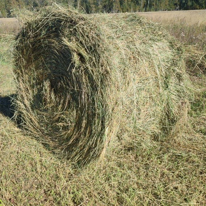 Сено в рулонах