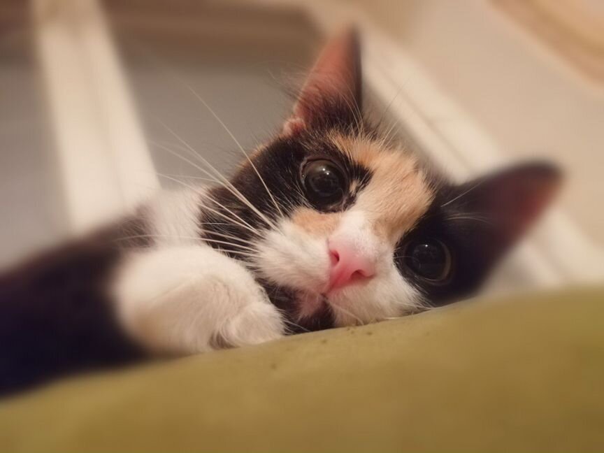 Смешная кошечка Маргарита ищет новый дом