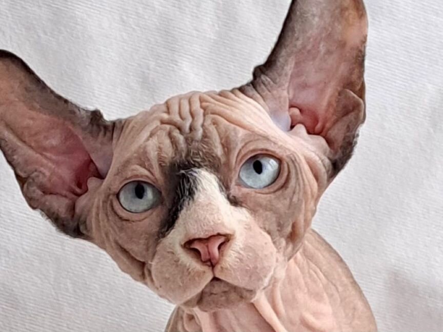 Эльф котенок голубоглазый продажа