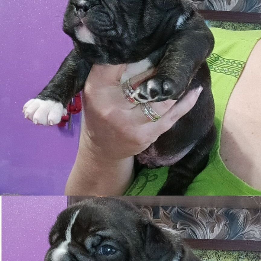 Ам Булли мальчик