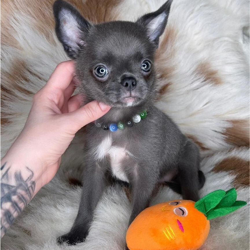 Мальчик Голубого Окраса