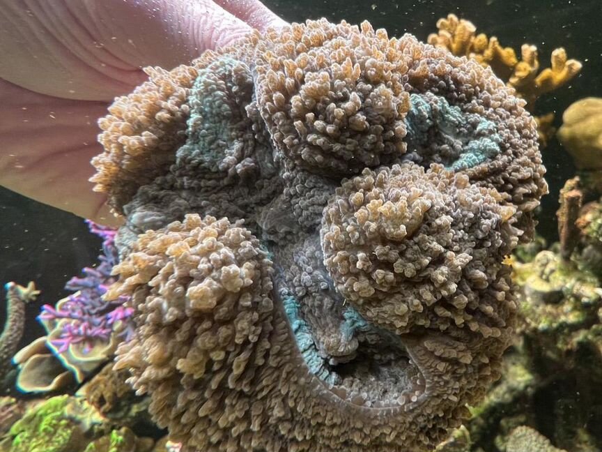 Морской коралл "Лобофилия"