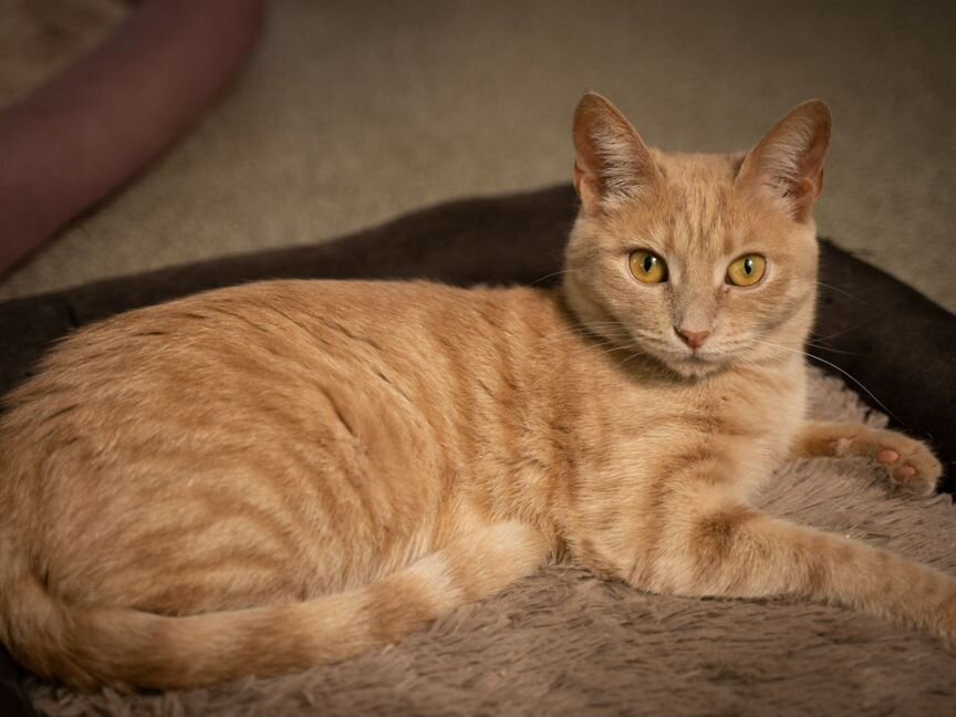 Рыжая кошка Грушка в добрые руки