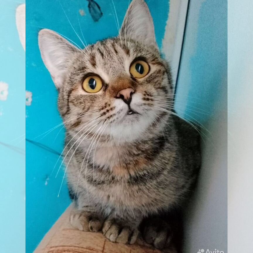 В дар милая кошечка
