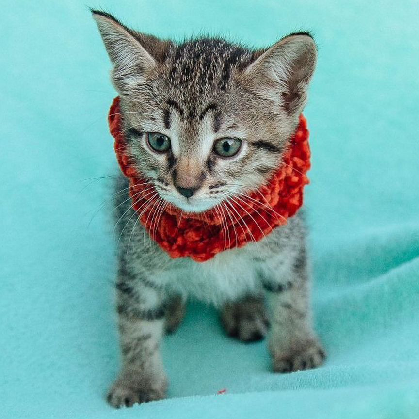 Котёнок девочка в добрые руки