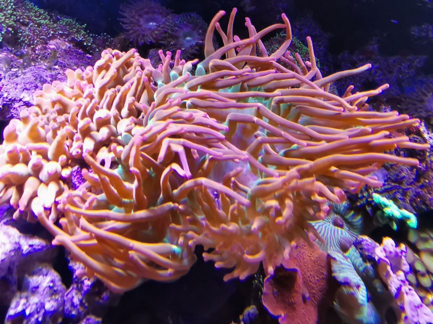 Мягкие кораллы в морской аквариум