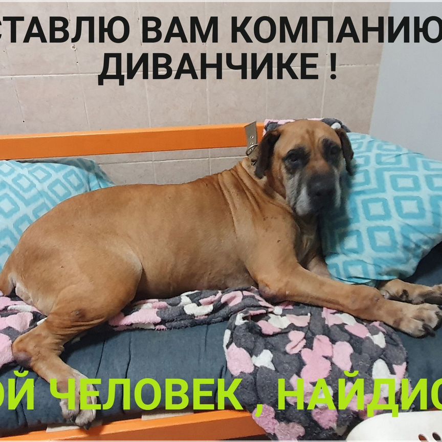 Буся ищет свой домашний диванчик )