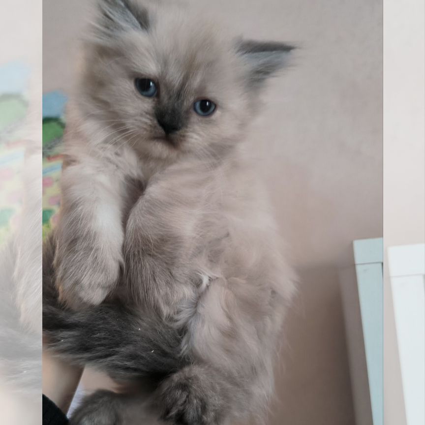 Сибирский котёнок