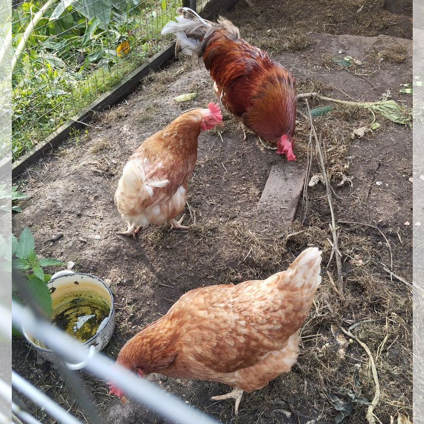 Отдам 2 куриц и петуха