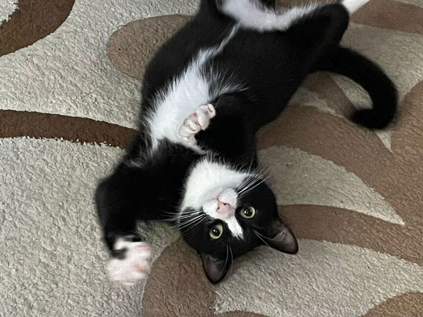 Котенок-мальчик спасли из садоводства