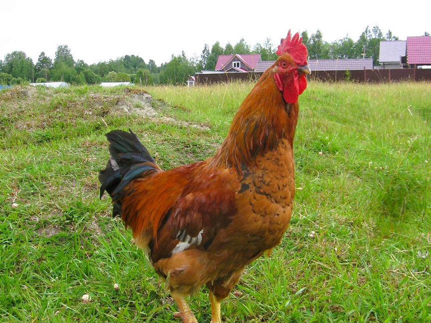 Петух,Кучинская юбилейная