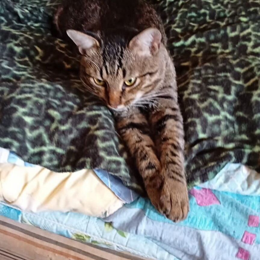Кот