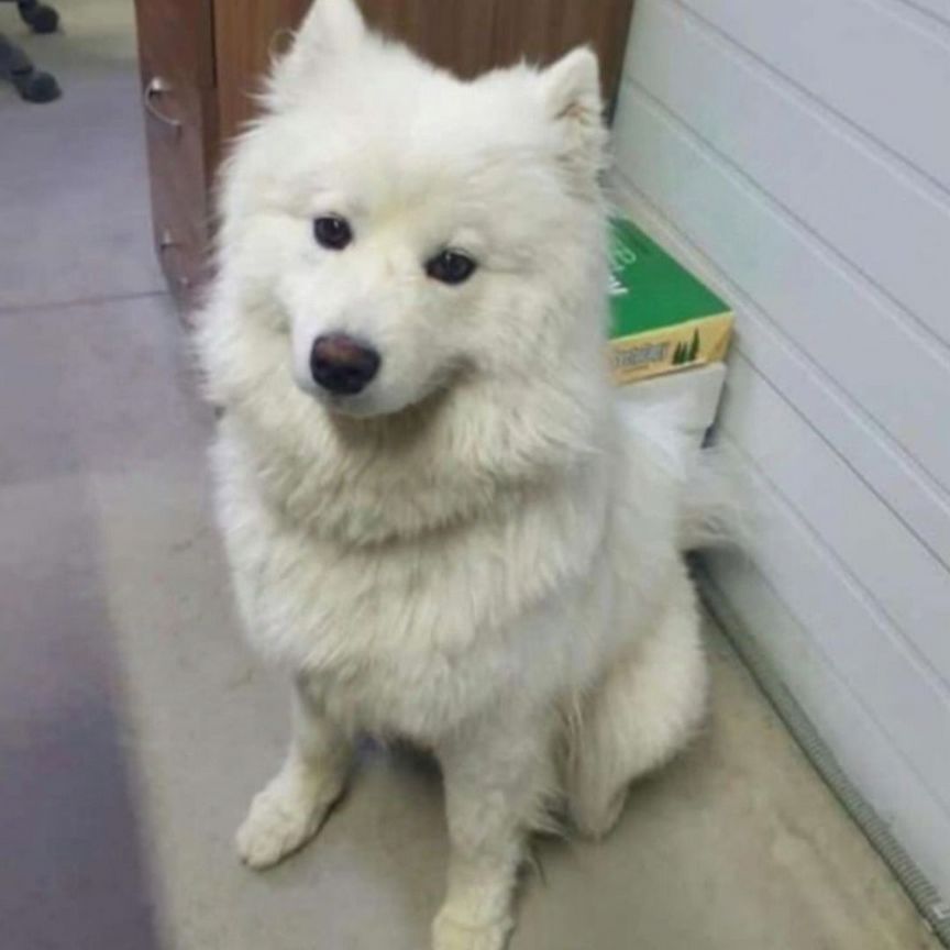 Девочка самоед ищет новых хозяев