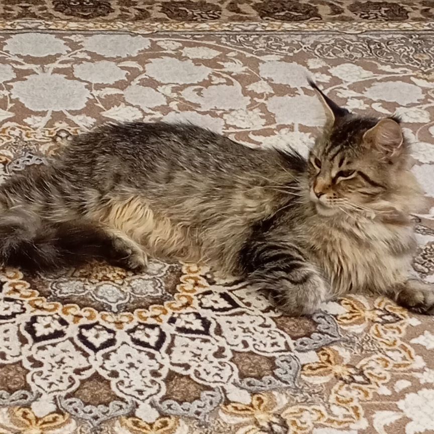 Мейн-кун, взрослая кошка