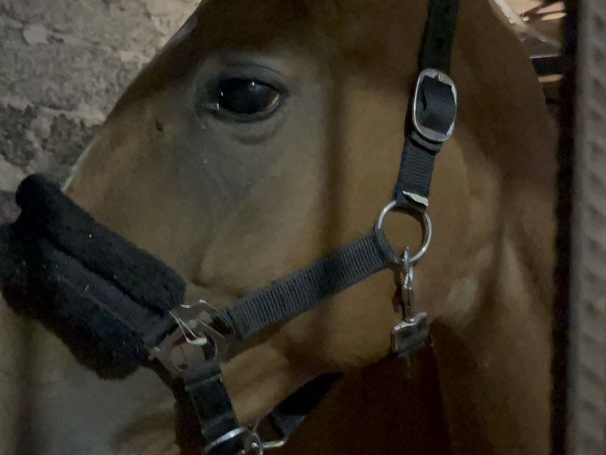 Недоуздок для лошади