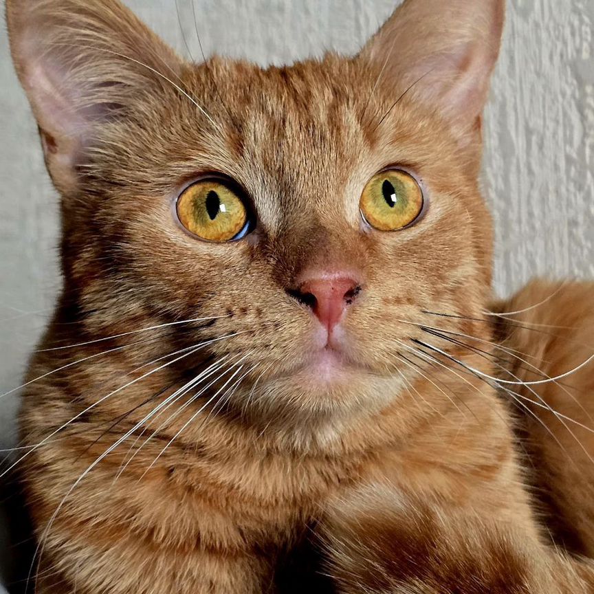 Рыжий котик ищет дом