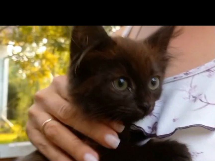 Котенка мальчика 2 месяца выбросили на даче
