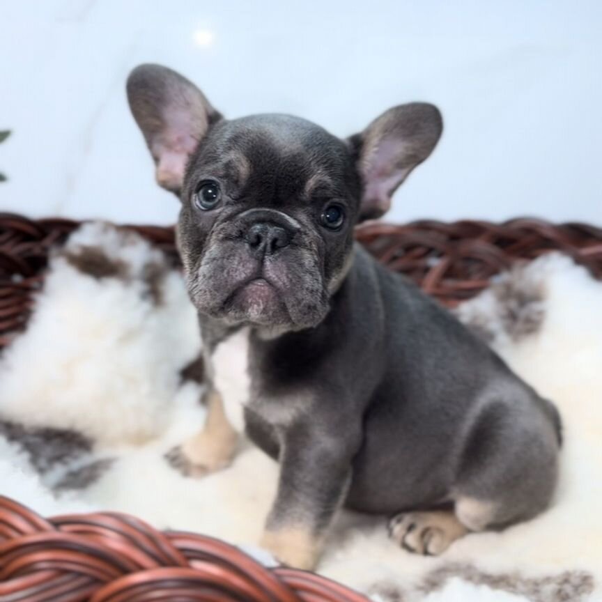 Французский бульдог щенки голубой с подпалом