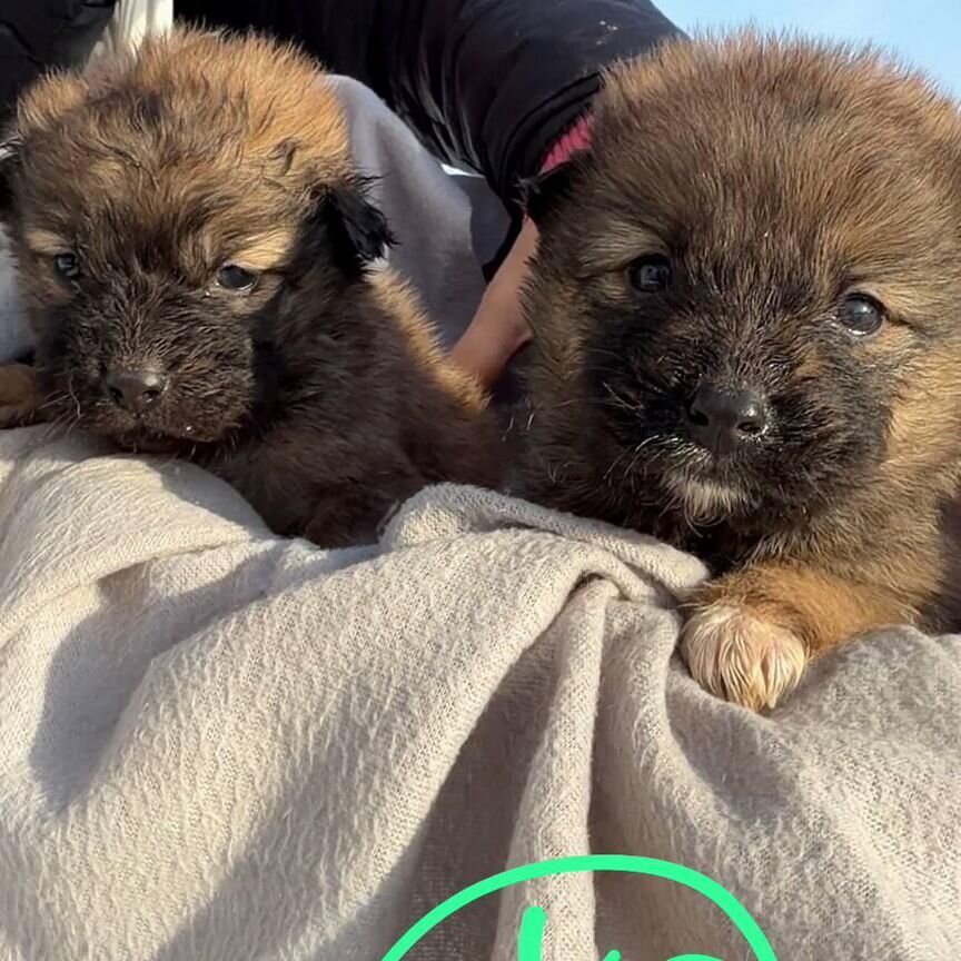 Щенок в добрые руки