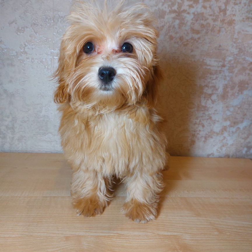 Девочка мальтипу F1