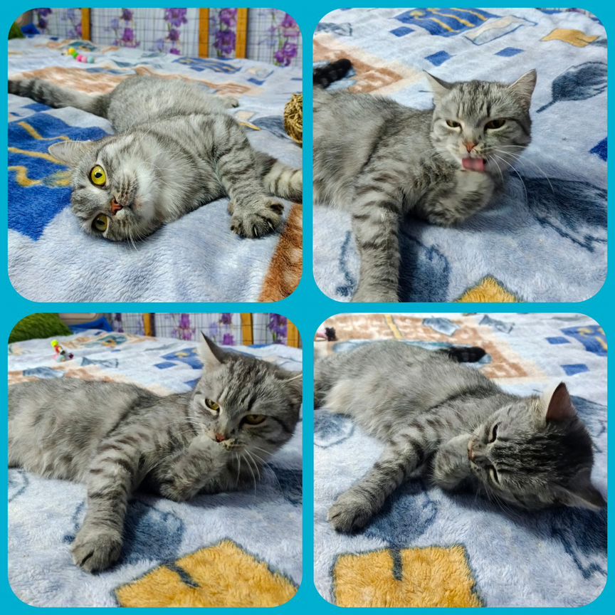 Кошечка в добрые руки