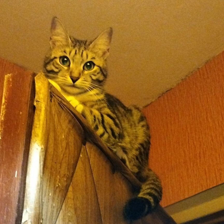 Кошечка