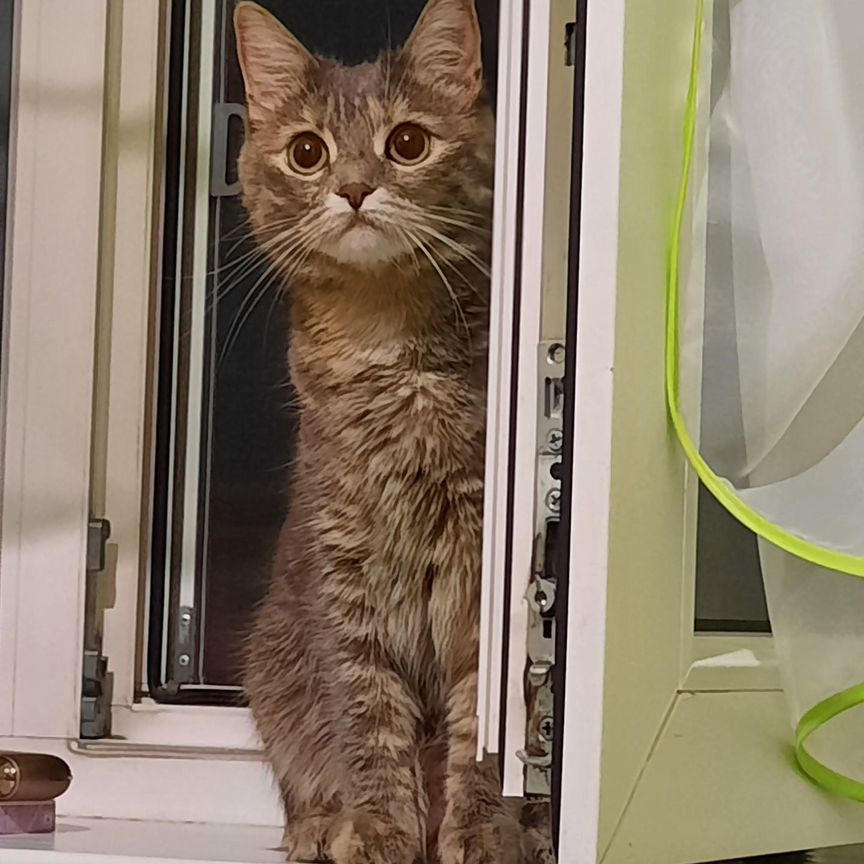 Кошка