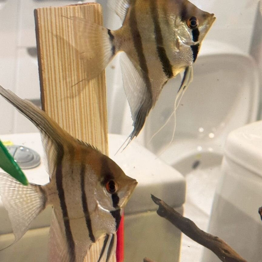 Скалярия альтум пара