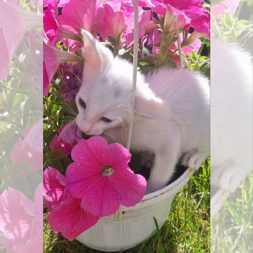 Ориентальный котёнок