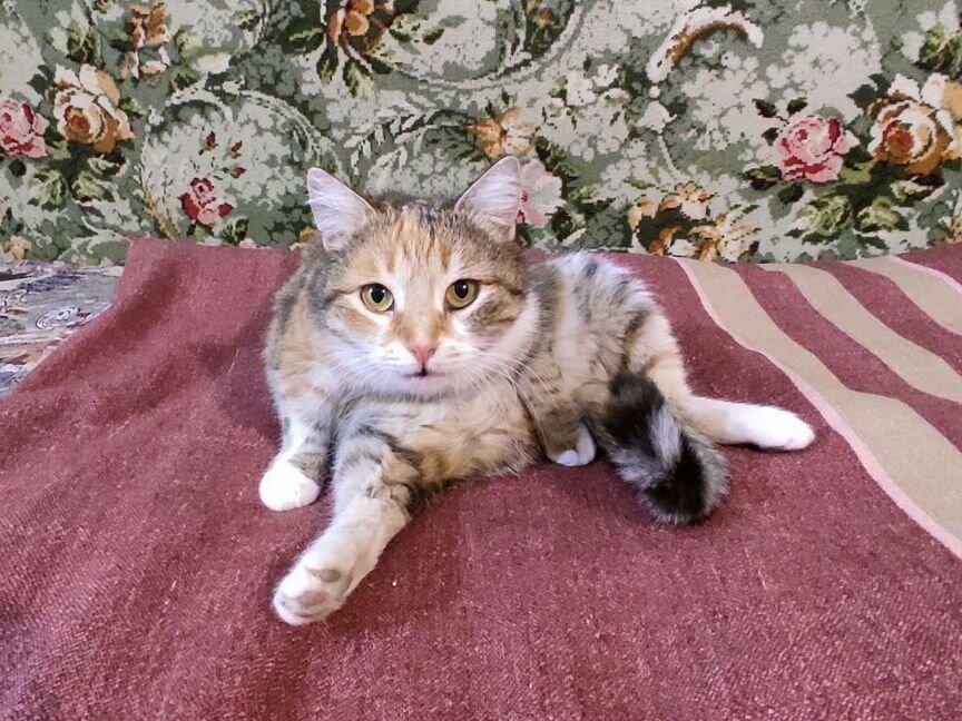 Кошка
