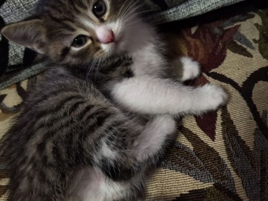 Кошка