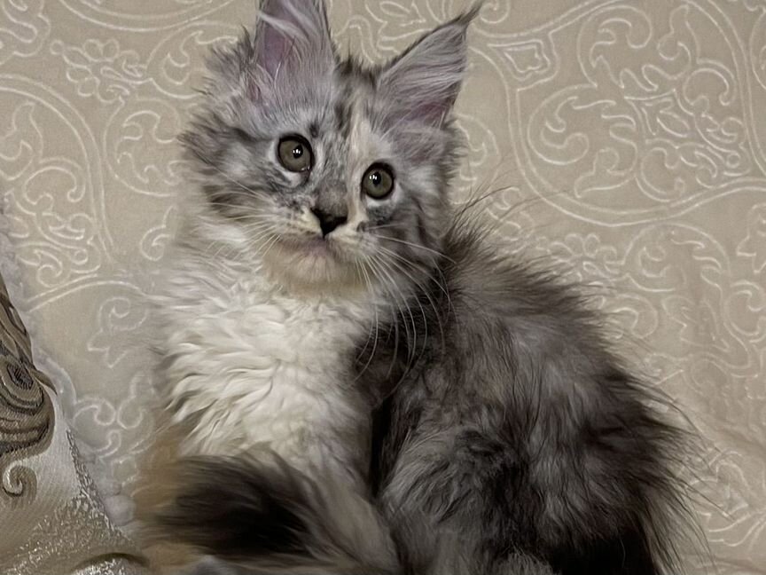 Мейн-кун котята разных окрасов