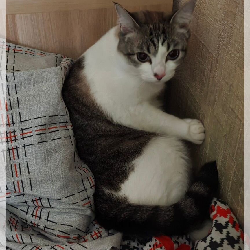 Взрослый кот в добрые руки