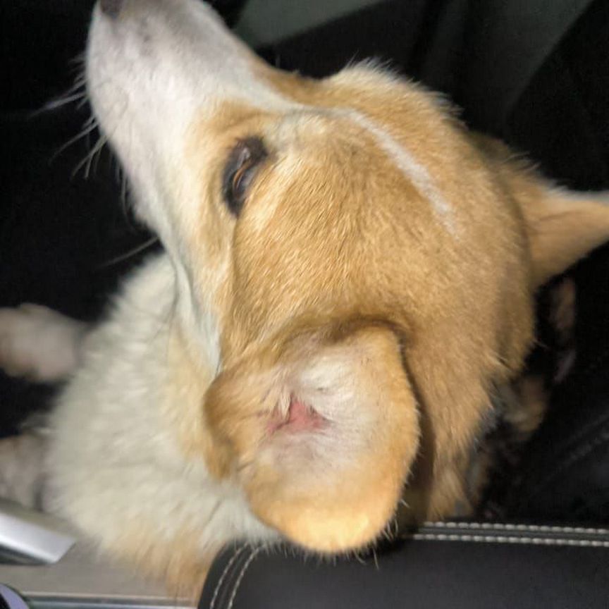 Отдам собаку