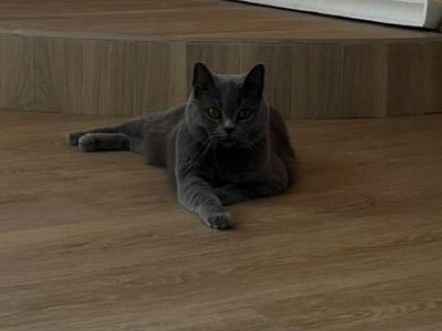 Британская кошка бесплатно